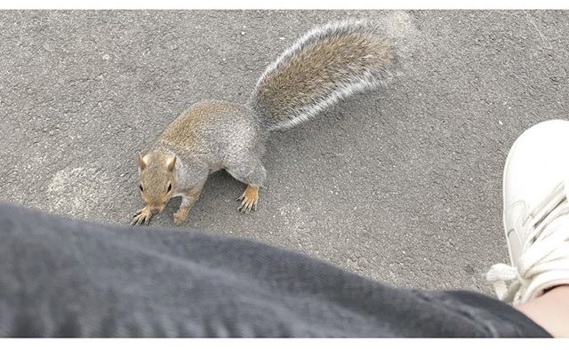 Peters's Squirrel from Jardín San Francisco, León, GTO, MX on November ...