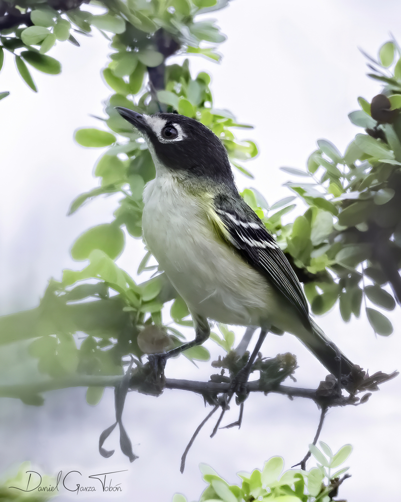 Black-capped Vireo from Av. Rufino Tamayo 100, Zona Valle Oriente ...