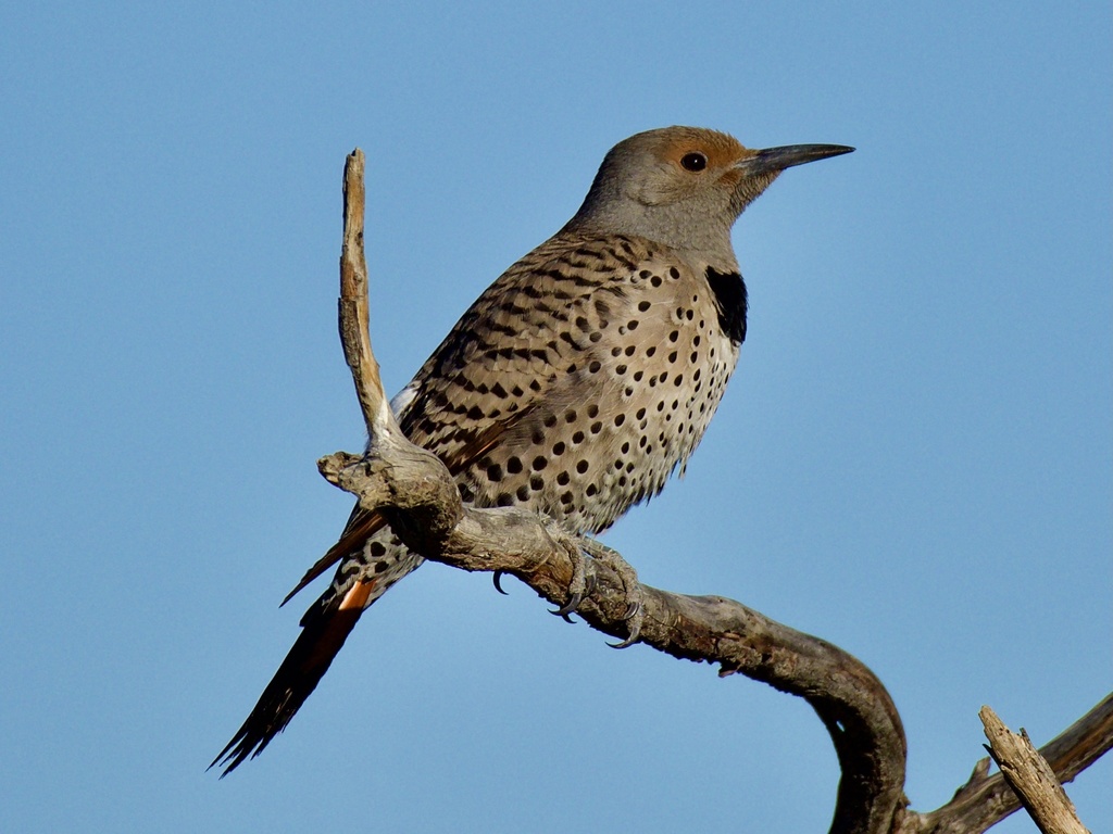 Northern Flicker from Lake Havasu, Lake Havasu City, AZ, US on March 28 ...