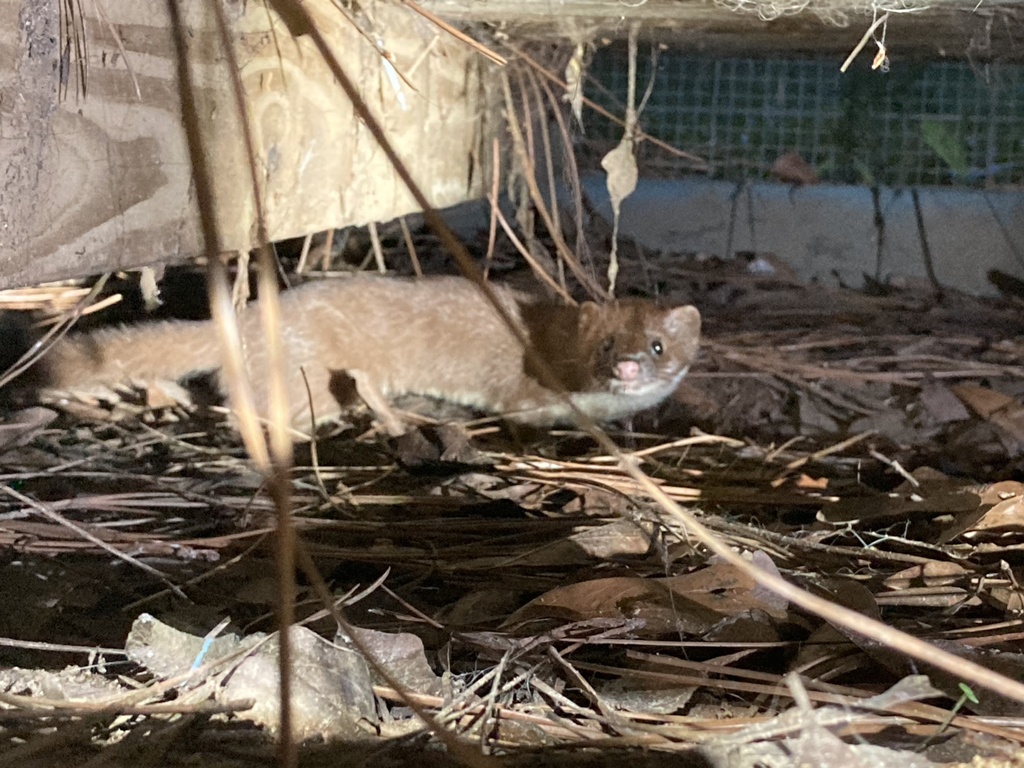 Long-tailed Weasel from Schifko Rd, Cantonment, FL, US on March 29 ...