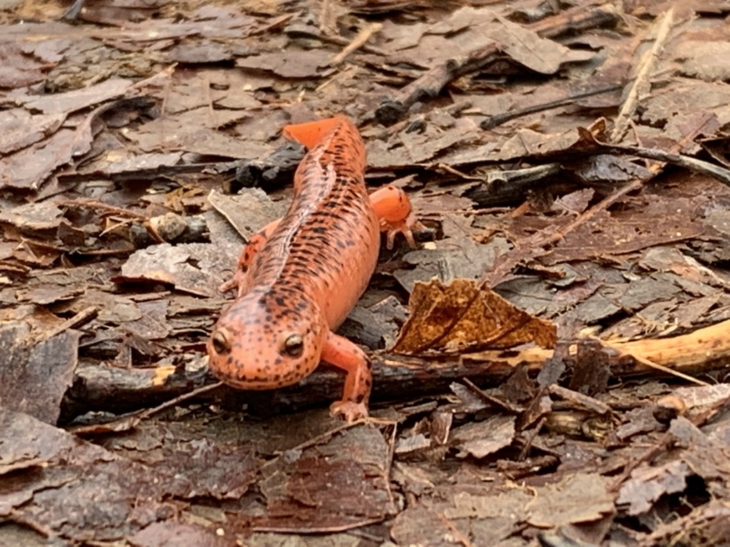 Red Salamander from Snow Camp, NC, US on March 17, 2021 at 09:46 AM by ...