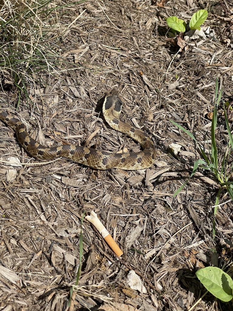 Eastern Hognose Snake from N Shepherd Dr, Houston, TX, US on March 29 ...