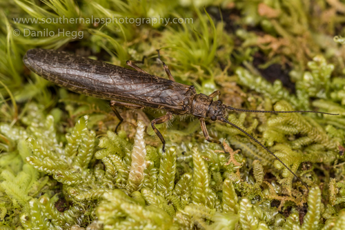 Superfamily Gripopterygoidea · iNaturalist