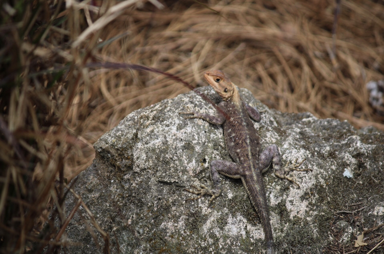 Peters's Rock Agama from Central Blvd E, Orlando, FL, US on March 28 ...