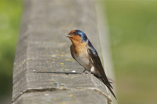 Welcome Swallow (Subspecies Hirundo tahitica neoxena) · iNaturalist