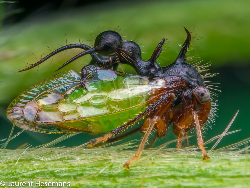 Ant-mimicking Treehopper from Perez Zeledon, San Jose, CR on December ...