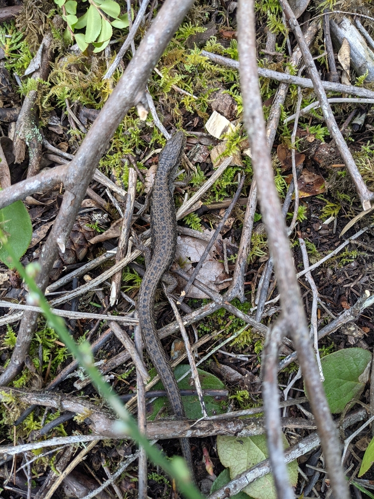 Northern Alligator Lizard from Silverdale, WA 98383, USA on March 29 ...