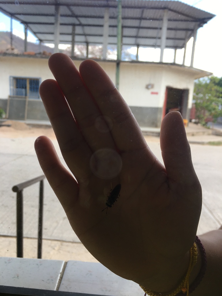 Winged and Once-winged Insects from Calle Quinta OteS, Villaflores ...