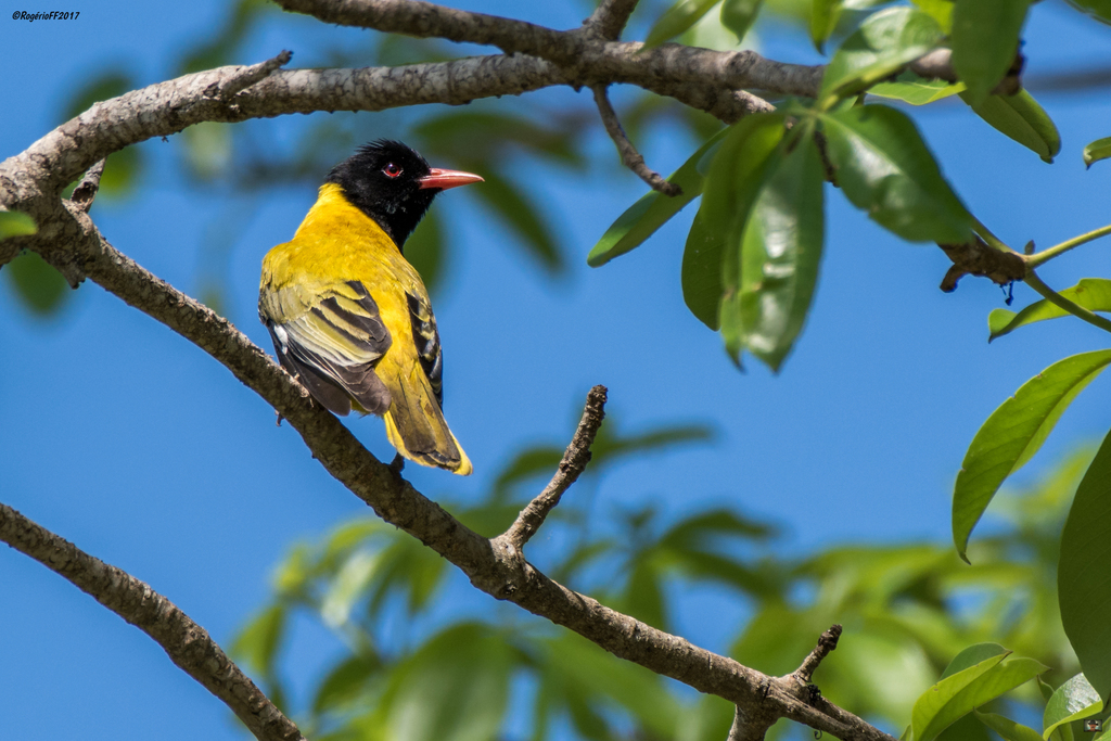 Black-headed Oriole from Belas, Angola on November 12, 2017 at 09:39 AM ...