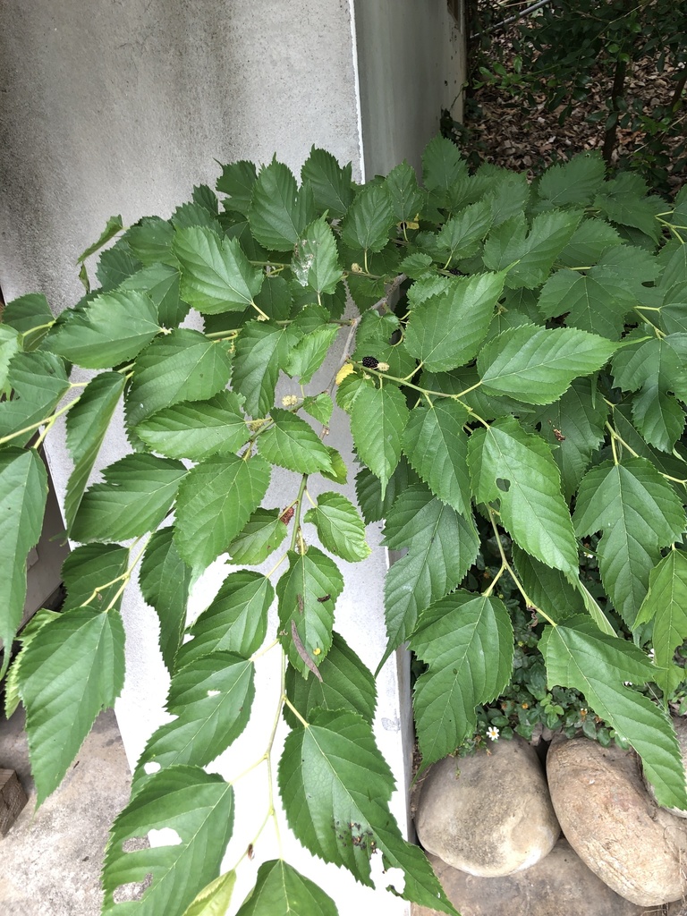 Korean mulberry from 通霄鎮, TW on March 30, 2021 at 05:08 AM by Paul ...