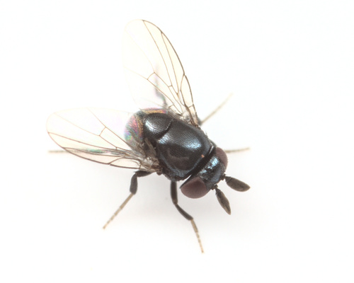 Family Cryptochetidae · iNaturalist United Kingdom