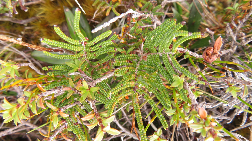 alpine coral-fern from Denniston 7891, New Zealand on March 25, 2021 at ...