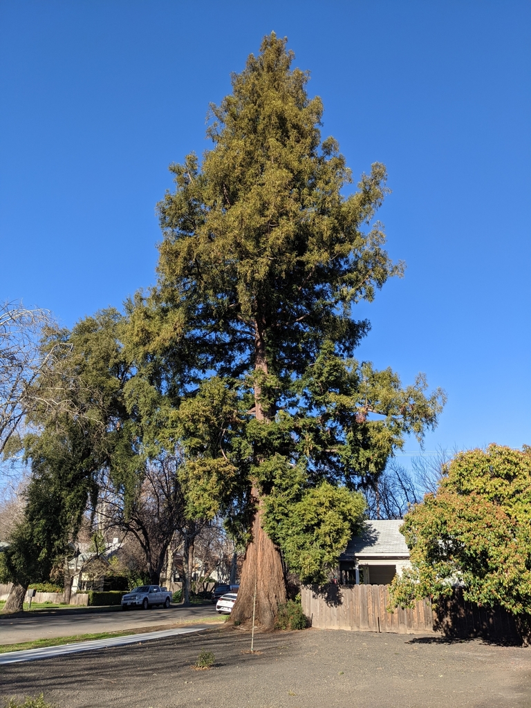 coast redwood from Chico, CA, USA on February 25, 2021 at 03:37 PM by ...