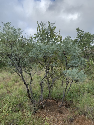 Elephant Root (Elephantorrhiza burkei) · iNaturalist United Kingdom