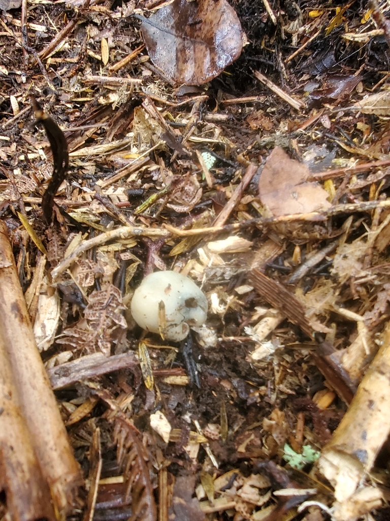 Psilocybe weraroa from Kaikohe, New Zealand on March 29, 2021 at 01:38 ...