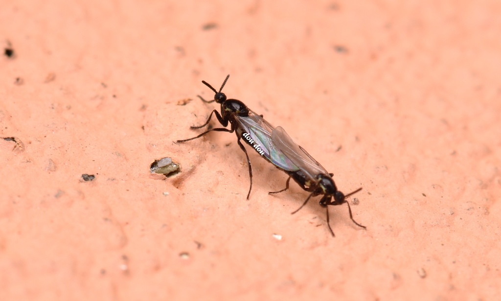 Black Compost Fly from 中国江苏省镇江市宝华山 on March 21, 2021 at 10:41 AM by 豆豆 ...