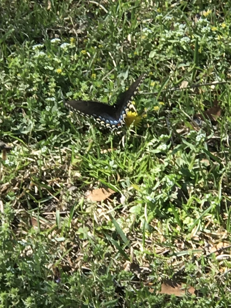 Eastern Tiger Swallowtail from Forest Rd, Lilesville, NC, US on March ...