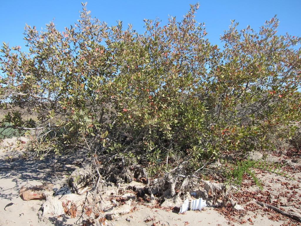 Conocarpus Erectus Ağacı Dolu