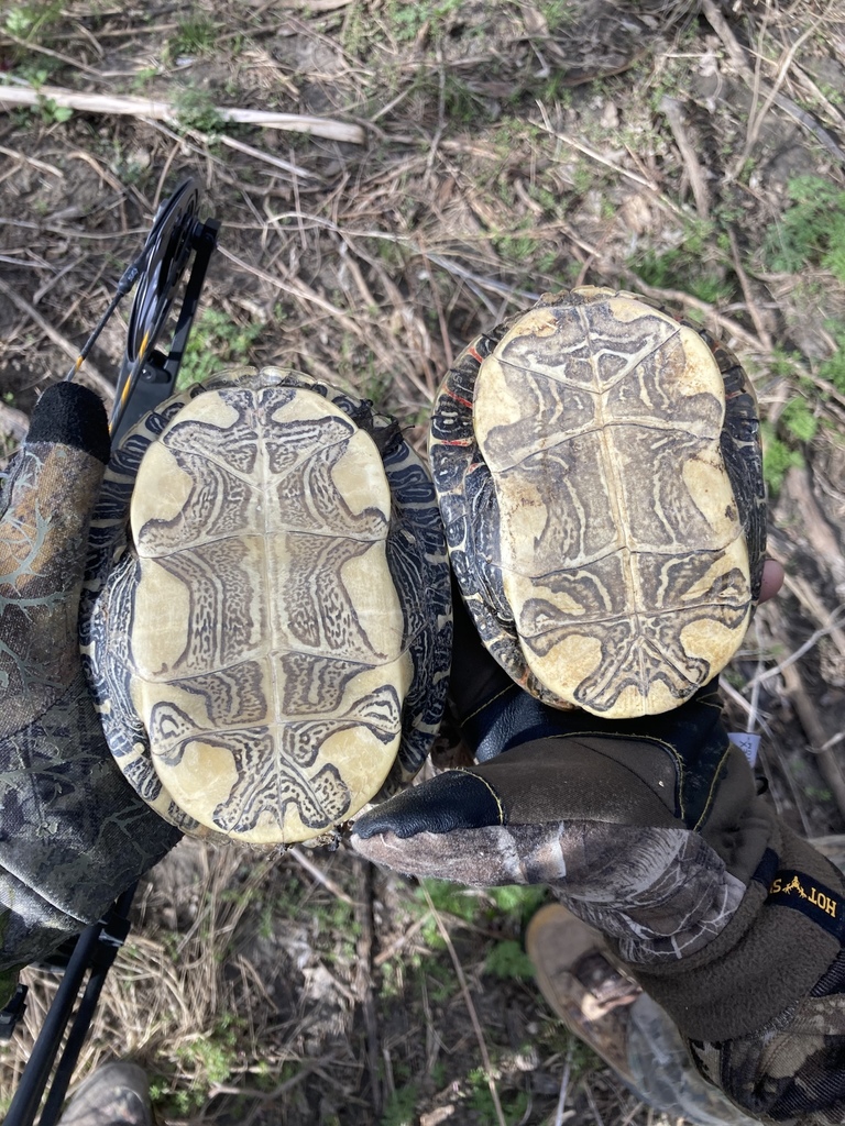 Painted Turtle from Lincoln, NE, US on March 30, 2021 at 09:52 AM by ...