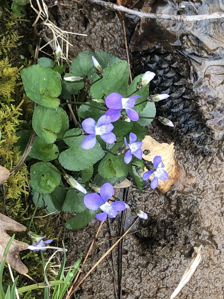 common blue violet from Steele Creek, Charlotte, NC, US on March 25 ...