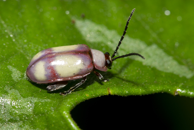 Asphaera communis from Tapiraí - SP, 18180-000, Brasil on April 21 ...