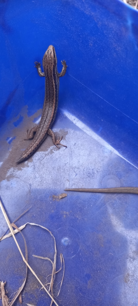 New Zealand Grass Skink from Canterbury, NZ on March 31, 2021 at 10:18 ...