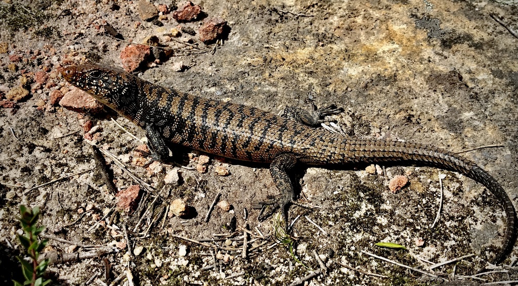 Cunningham's Skink from Blue Mountains National Park, Blue Mountains ...