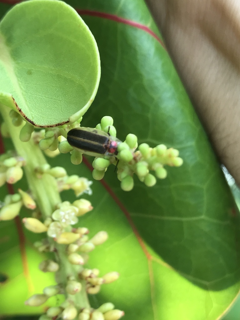 Florida Intertidal Firefly from Biscayne National Park, Homestead, FL ...