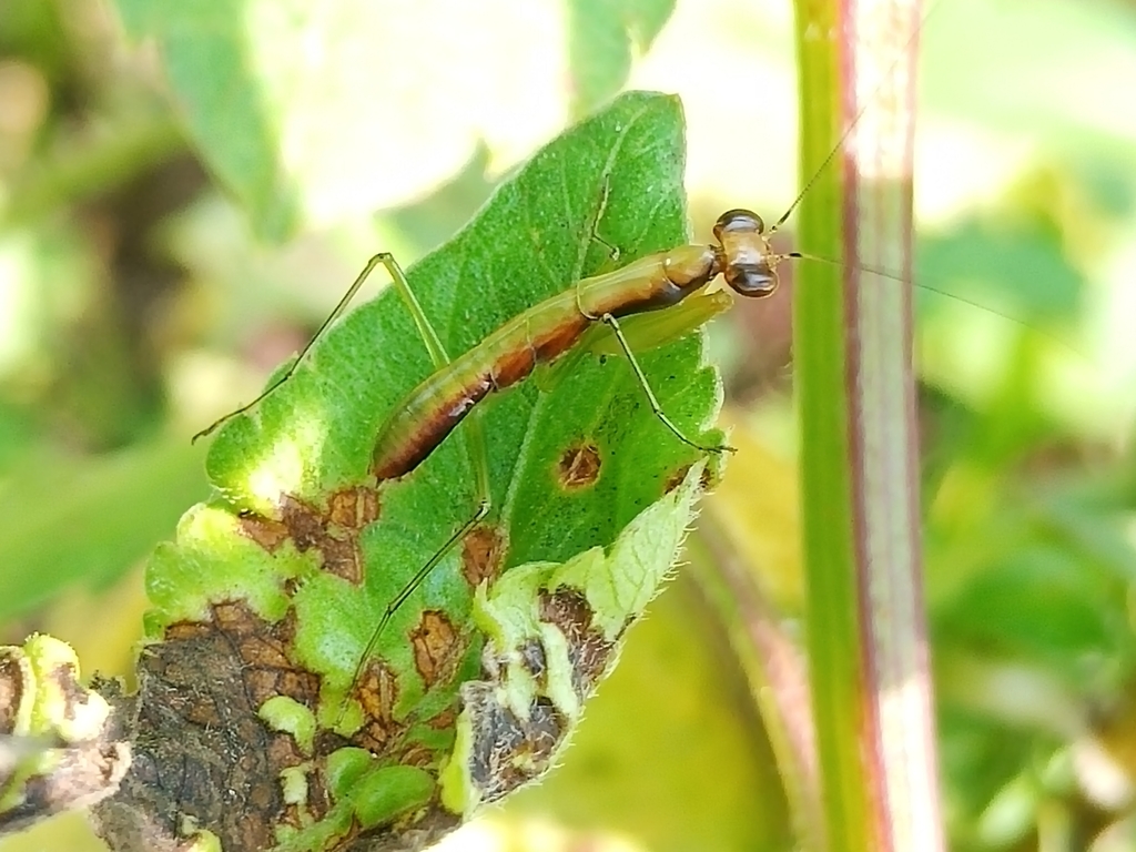 Asian Ant Mantises from Nantou, TW-TA, TW on March 31, 2021 at 10:06 AM ...