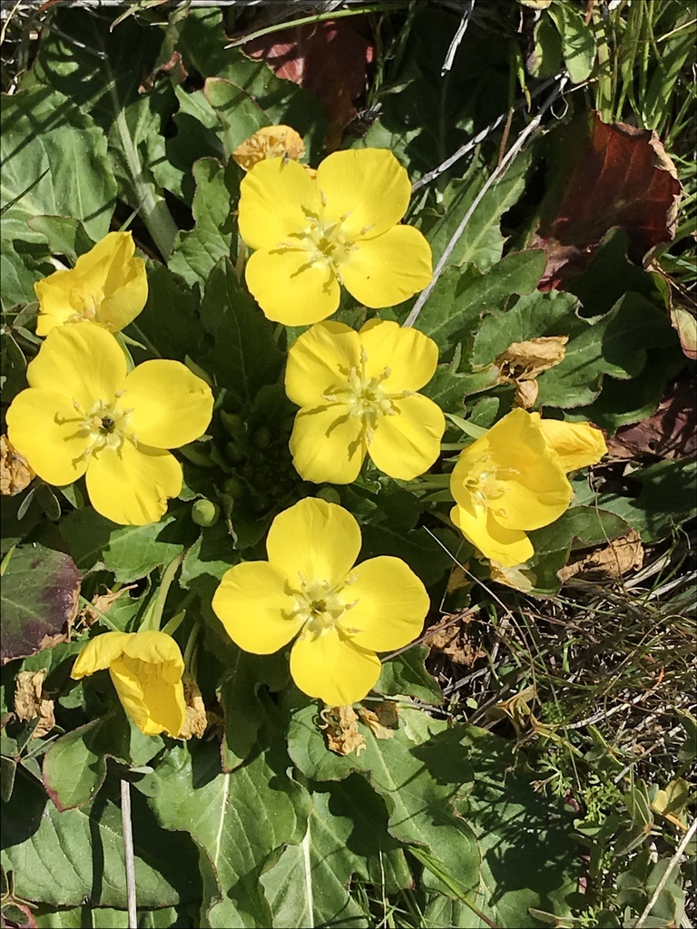 Sun Cup from Chatham Ln, Cambria, CA, US on March 26, 2021 at 12:08 PM ...