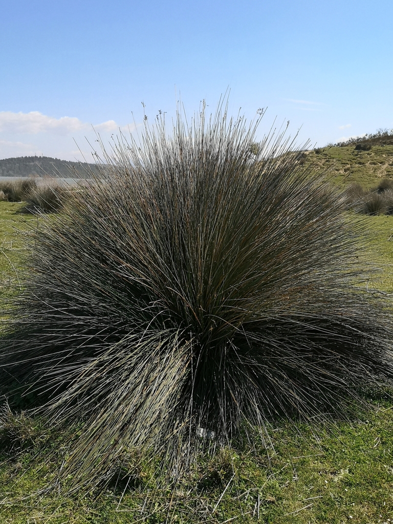 spiny rush from Vlorës, AL-VR, AL on March 30, 2021 at 01:33 PM by ...