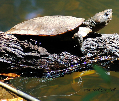 Eastern Saw-shelled Turtle (Myuchelys latisternum) · iNaturalist United ...