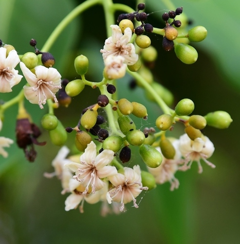 Cordia oblongifolia · NaturaLista Colombia
