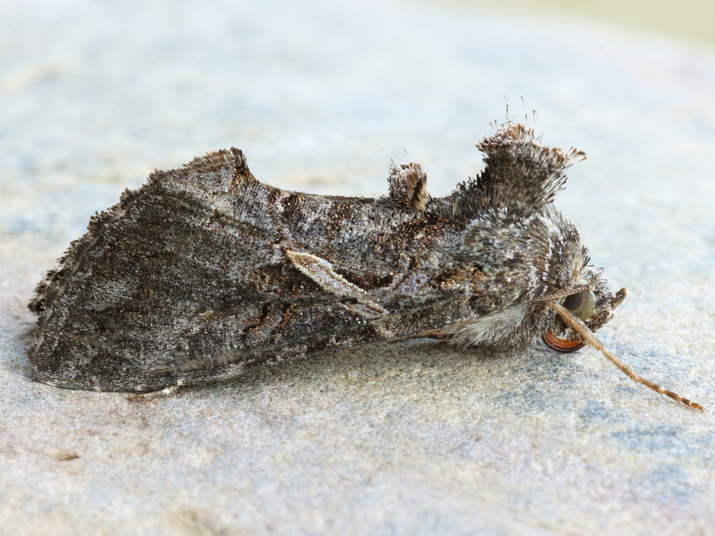 Sharp-stigma Looper Moth from norfolk county, ON on September 25, 2020 ...
