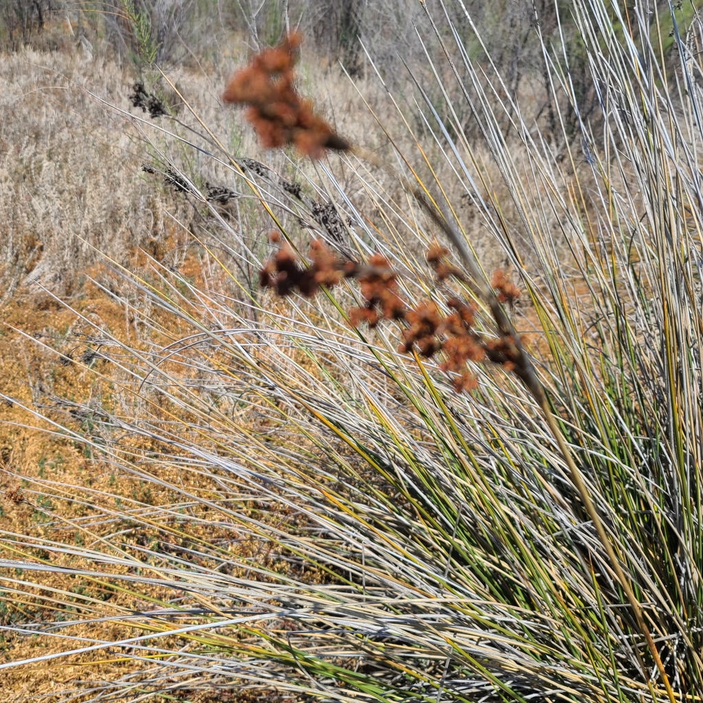 Southwestern Spiny Rush from North Valley, Oceanside, CA, USA on March ...