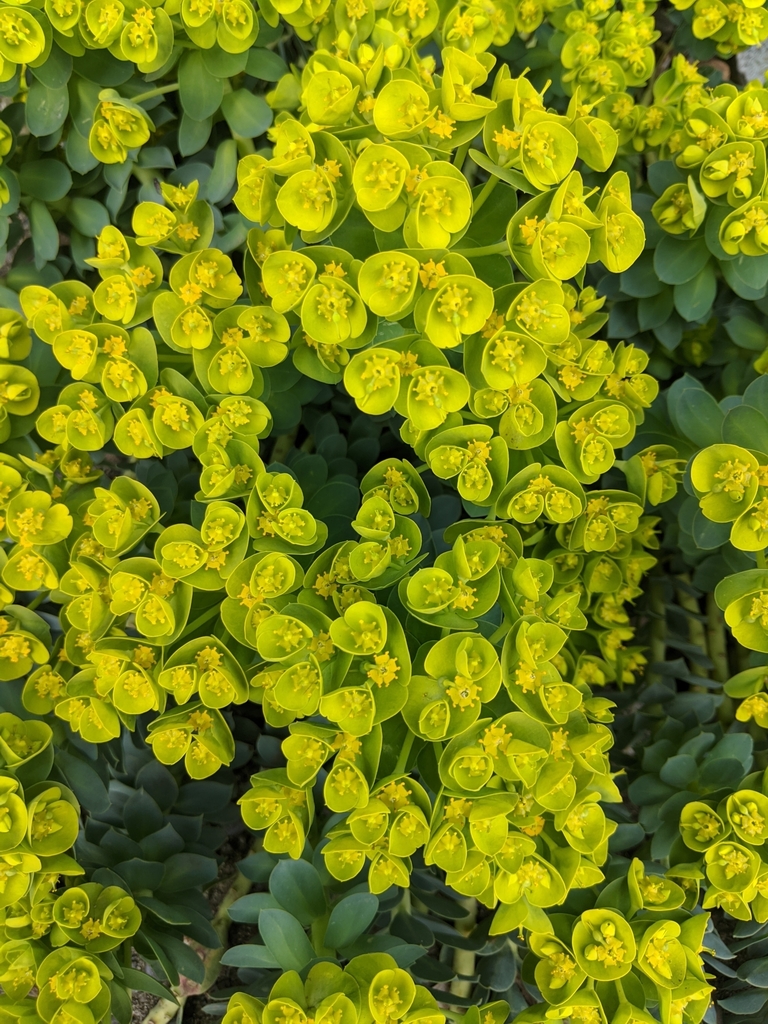 Donkey Tail from Seattle, WA 98102, USA on March 27, 2021 at 03:50 PM ...