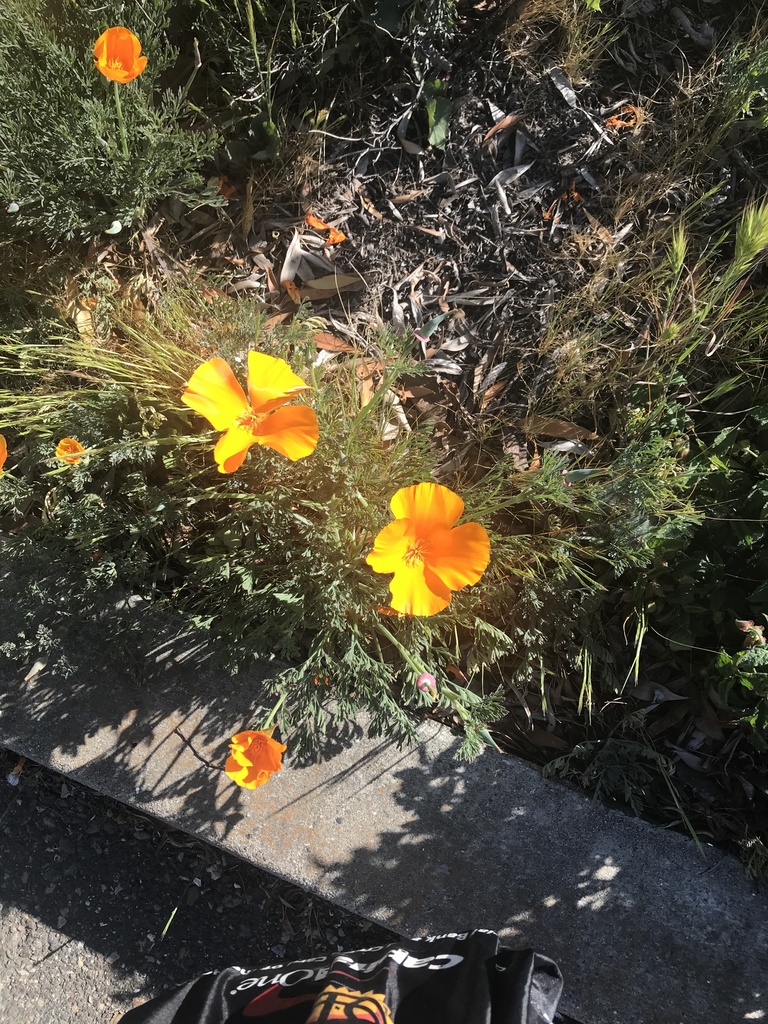 California poppy from Alameda Island, Alameda, CA, US on March 31, 2021 ...