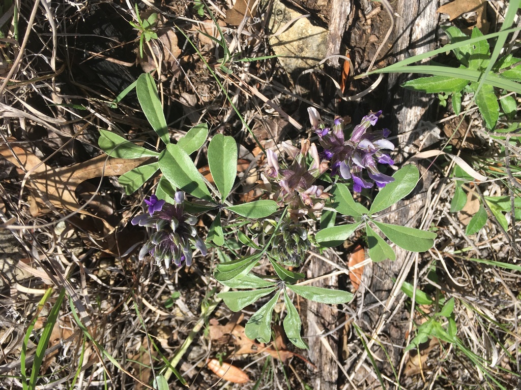 roundleaf scurfpea in March 2021 by gary777 · iNaturalist