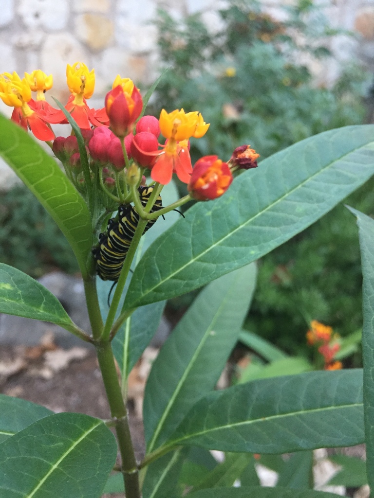 Monarch from 4001 Palomar Ln, Austin, TX, US on November 14, 2017 at 05 ...