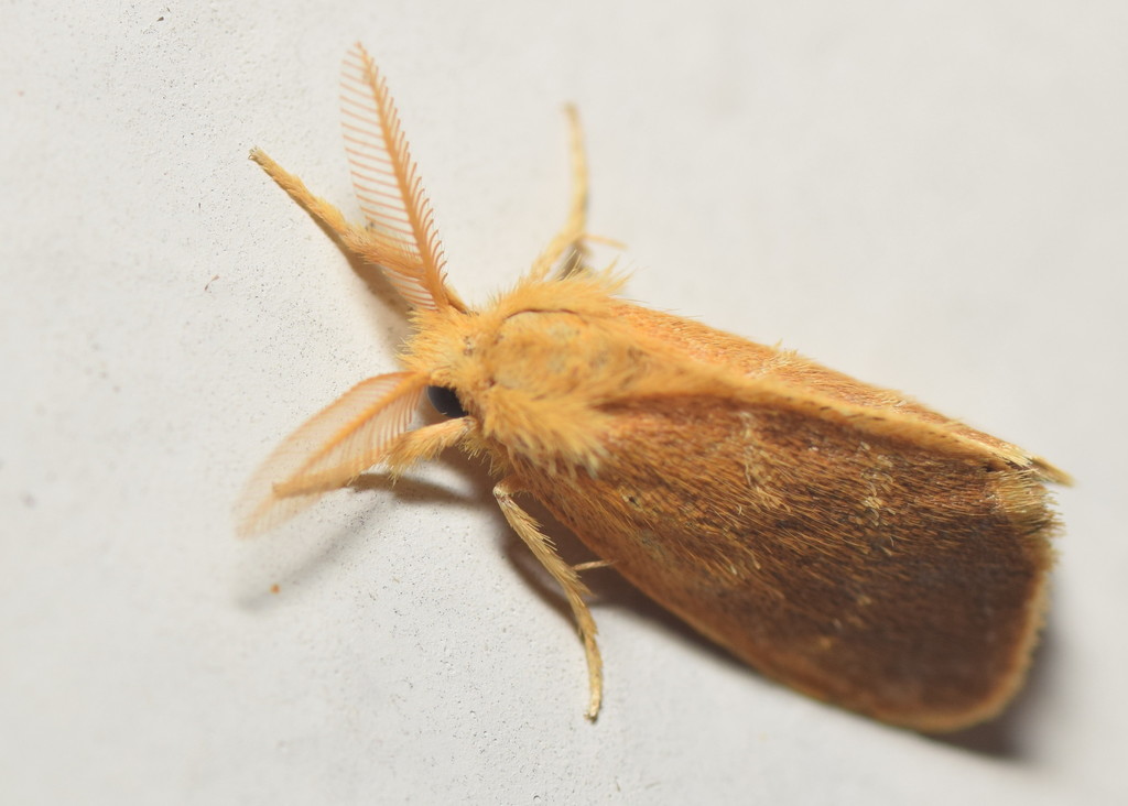 Euproctis lucifuga from Maleny QLD 4552, Australia on March 26, 2021 at ...