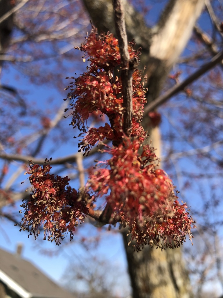 red maple from Bluff St, Hamburg, IA, US on March 31, 2021 at 05:39 PM ...