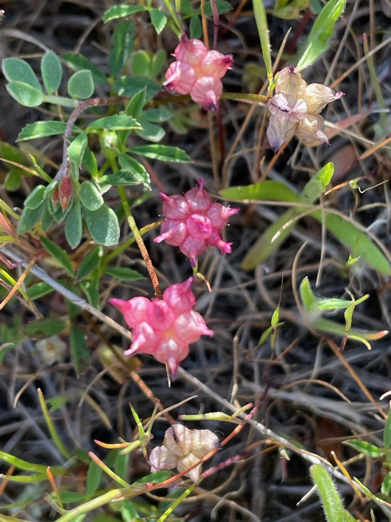 cowbag clover from Edgewood County Park, San Mateo, Golden Gate ...