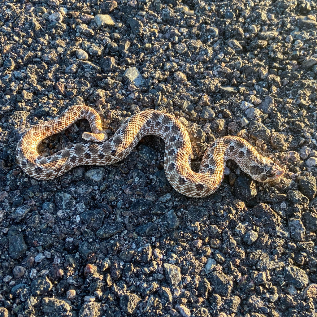 Mexican Hognose Snake in June 2020 by mfletch · iNaturalist