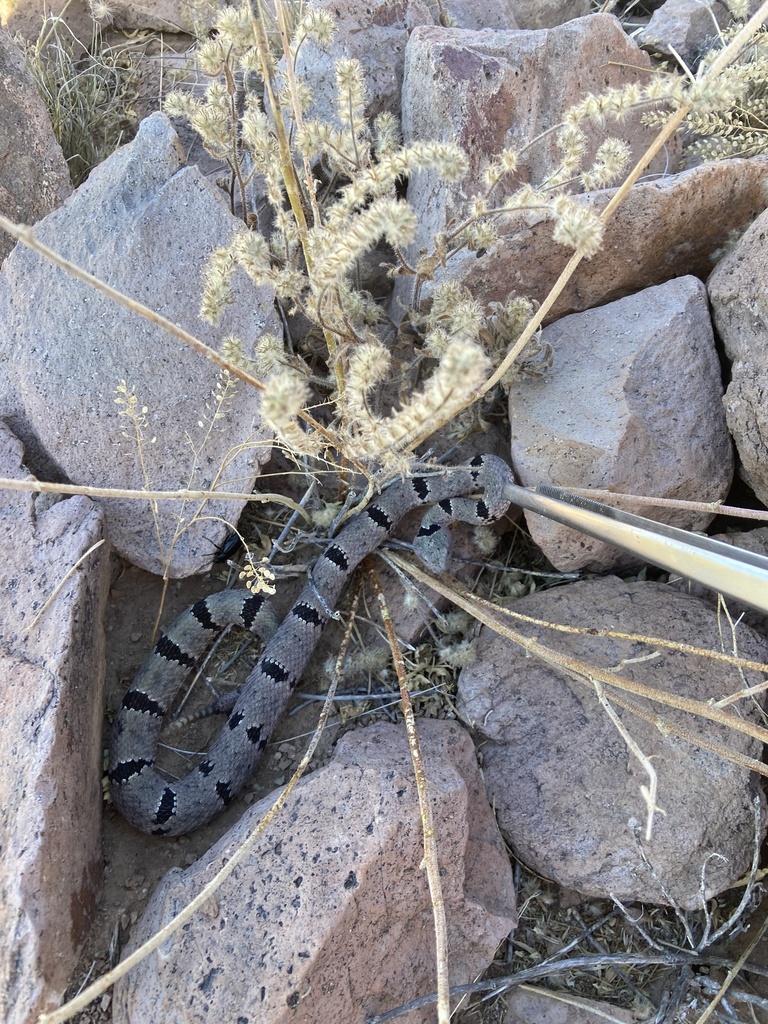 Banded Rock Rattlesnake in June 2020 by mfletch · iNaturalist