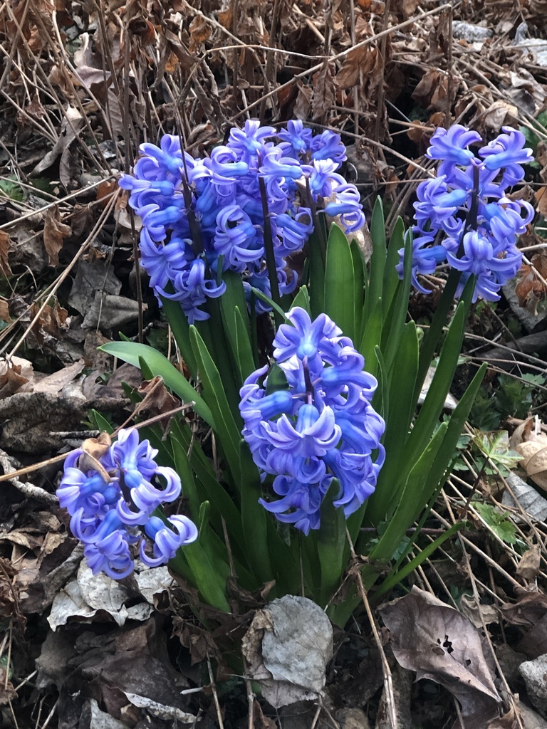 Hyacinth from Mercer Island, Mercer Island, WA, US on March 31, 2021 at ...