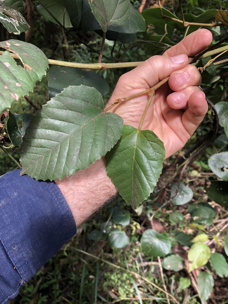 Kangaroo Vine from Hanleys Creek, NSW, AU on April 1, 2021 at 02:04 PM ...