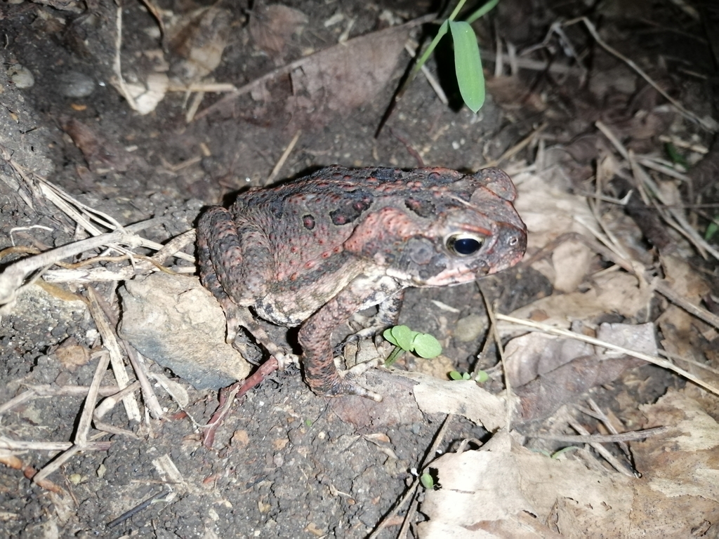 Cane Toad from Manticao on March 26, 2021 at 11:56 PM by Forester Jan ...