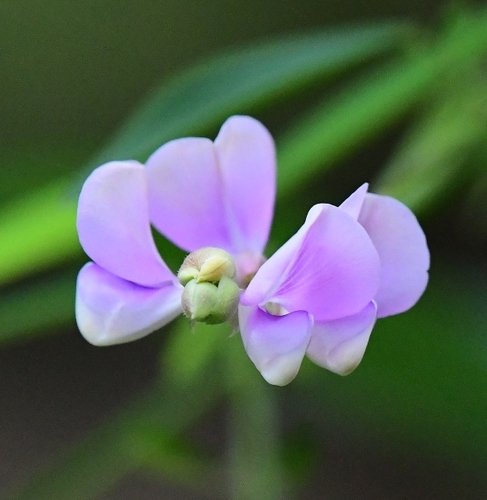 telegraph plant (Codariocalyx motorius) · iNaturalist