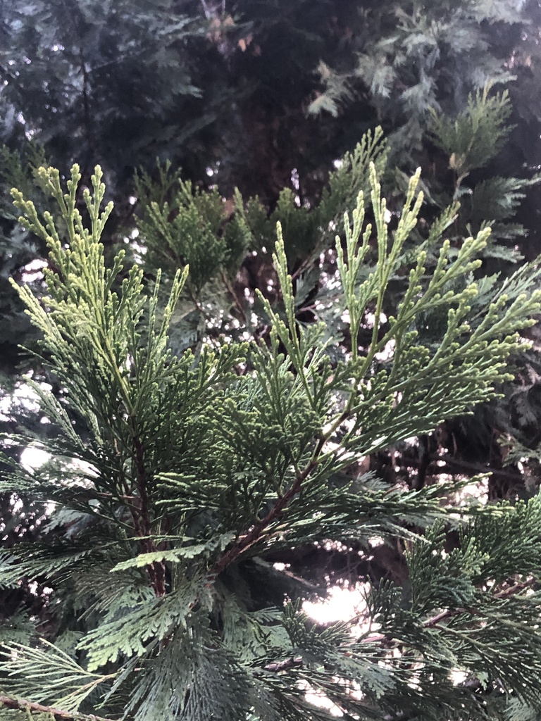 California incense-cedar from Mercer Island, Mercer Island, WA, US on ...
