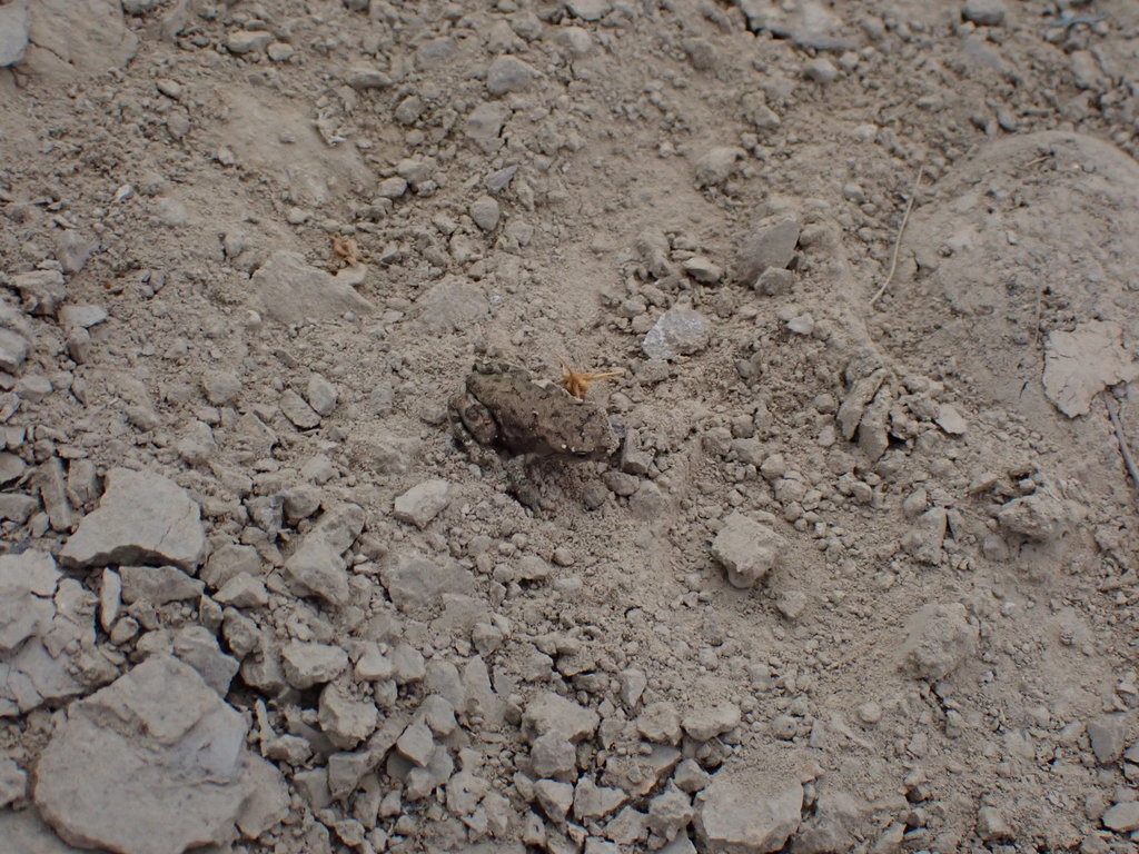 Asian Common Toad from Sheung Shui, Hong Kong on April 1, 2021 at 09:04 ...